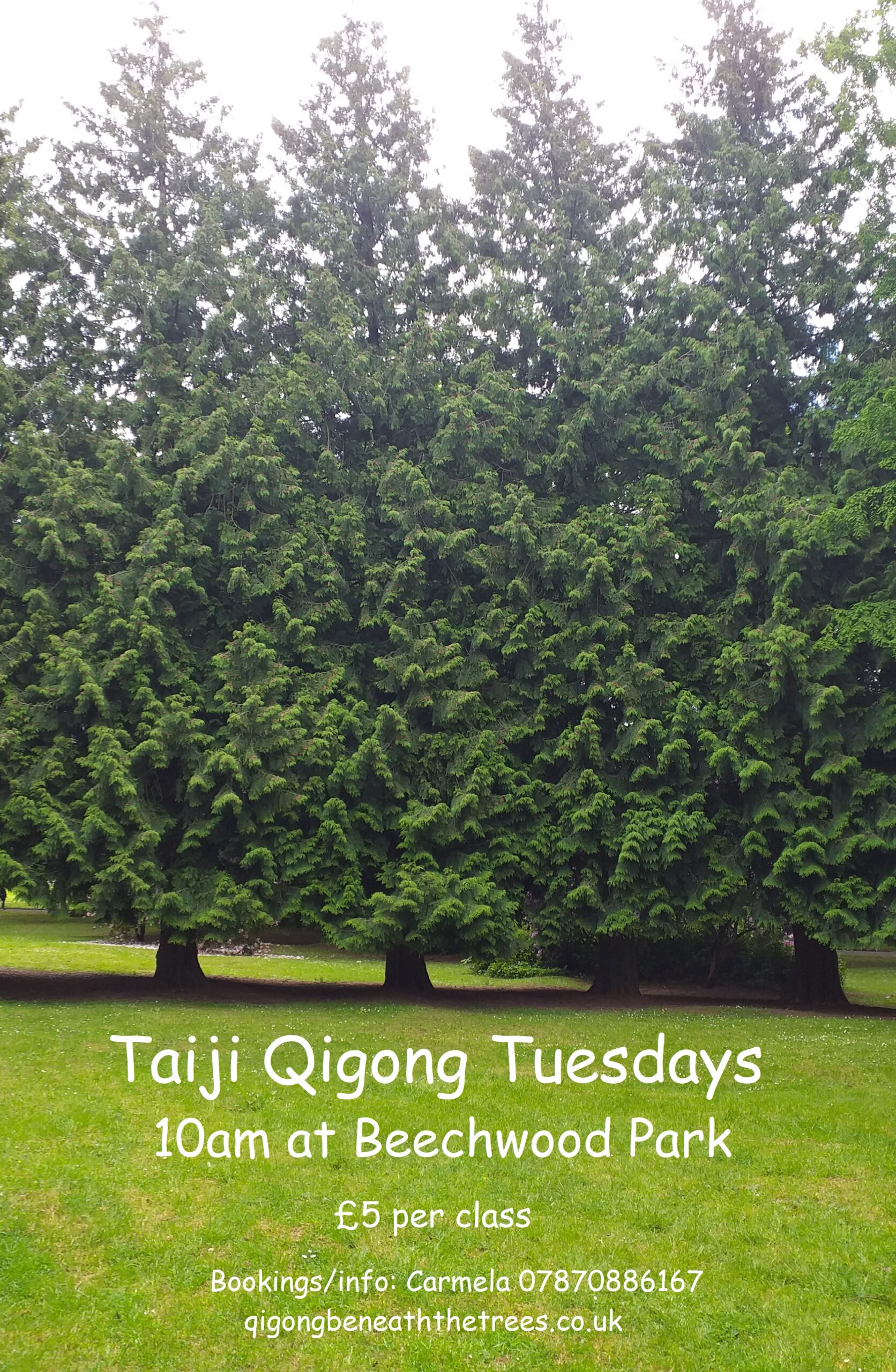 Classes - Qigong Beneath the Trees