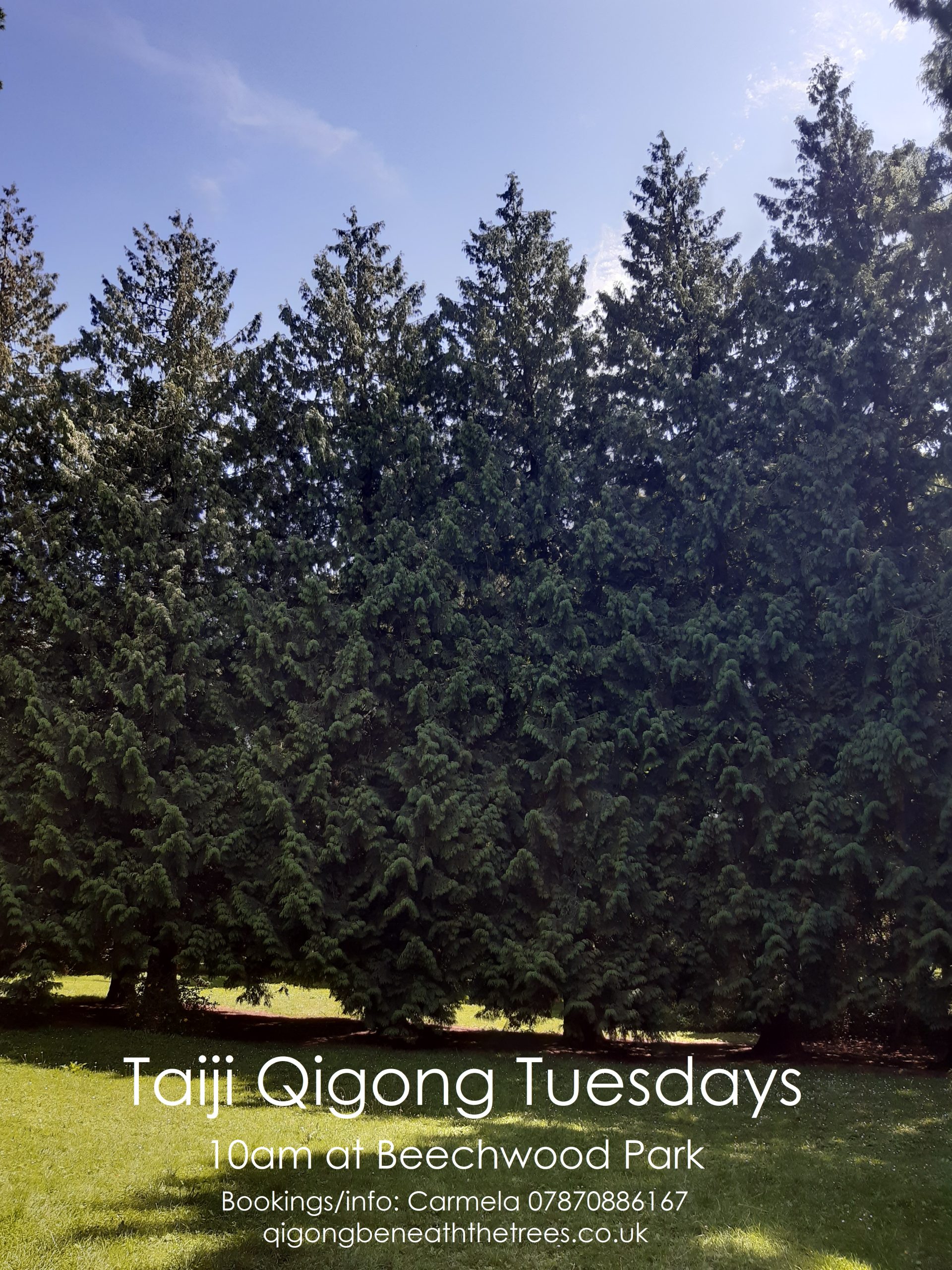 Taiji Qigong Tuesdays at Beechwood Park - Qigong Beneath the Trees